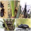 Coconut tree fertilizer and pest control - নারিকেল গাছে সার ও পোকা ...